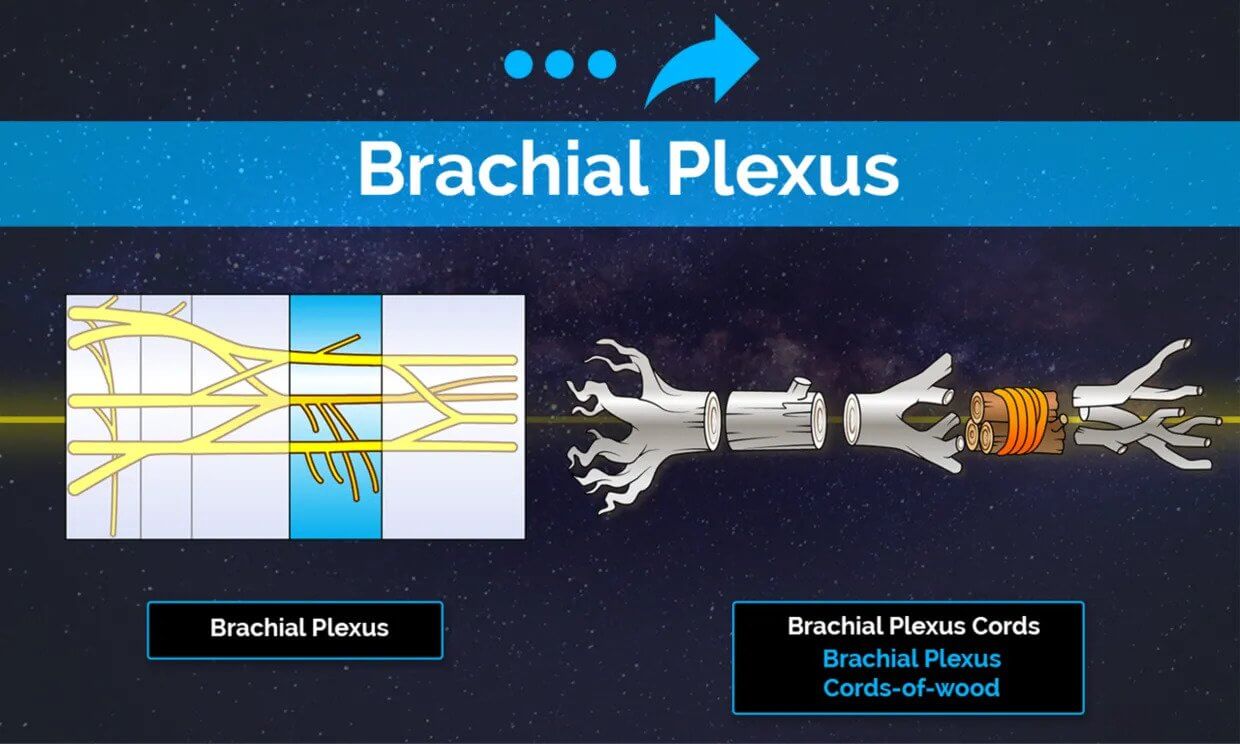 Brachial Plexus | Anatomy | There's a Picmonic for That